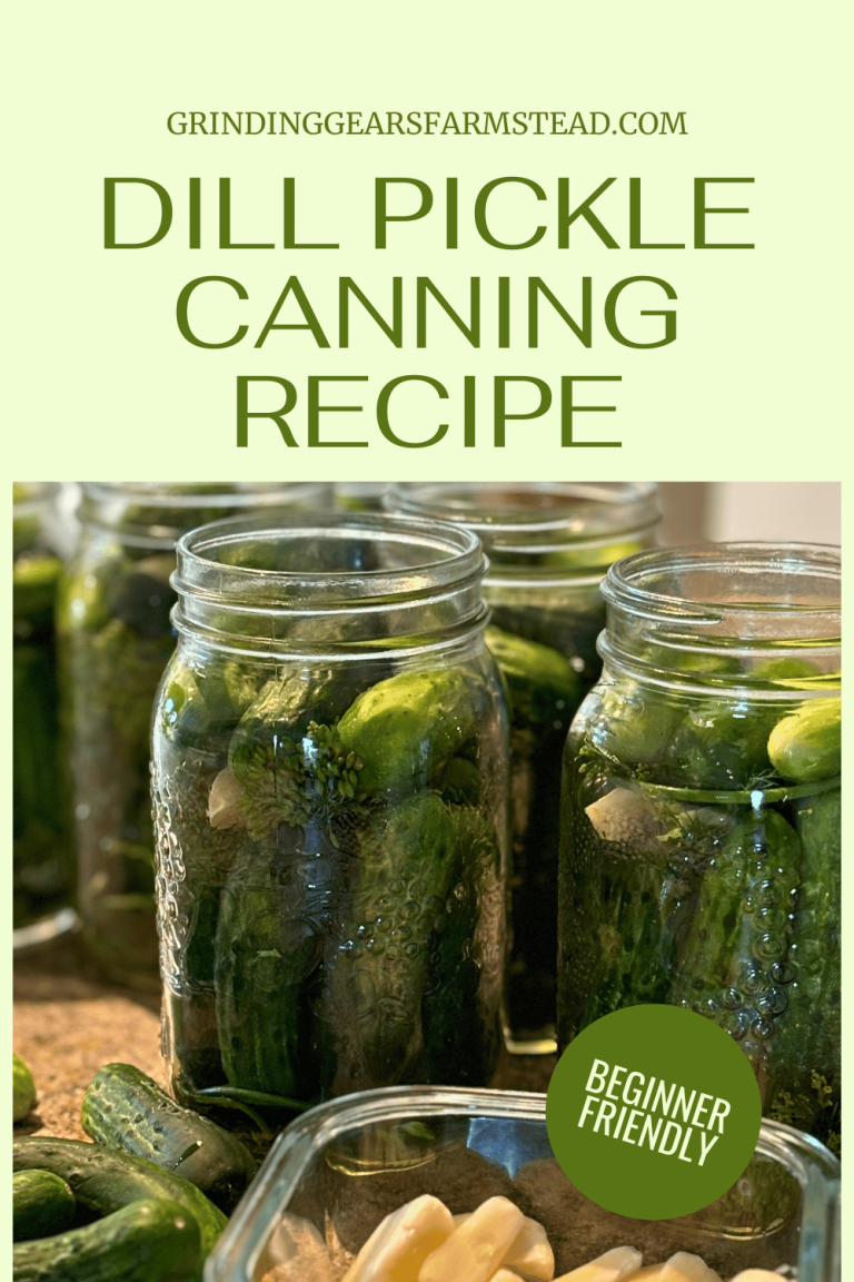 Crisp Homemade Dill Pickles: An Easy Canning Recipe